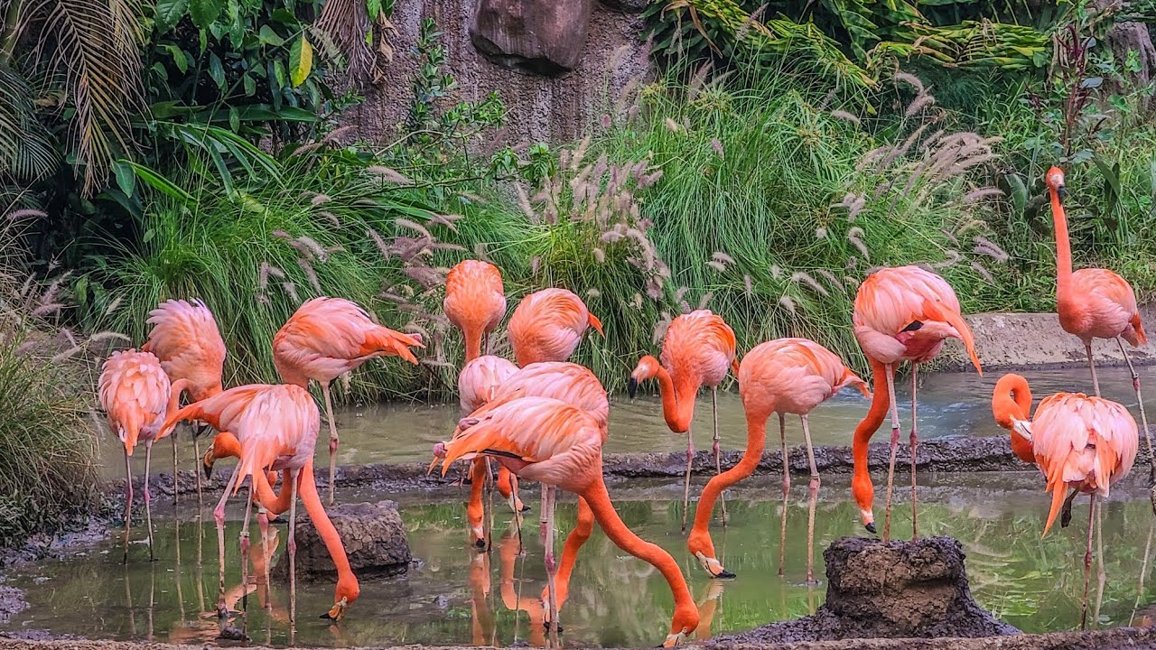 ZOO LA AURORA, EL MEJOR ZOOLÓGICO CENTRO AMÉRICA, GUATEMALA Y SU MEJOR ...