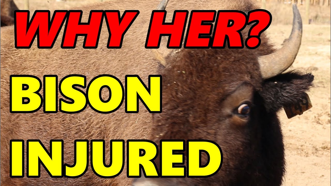 Ep. 137 - Injured Bison - Kisses Needs Kisses | Blackacre Ranch - YouTube