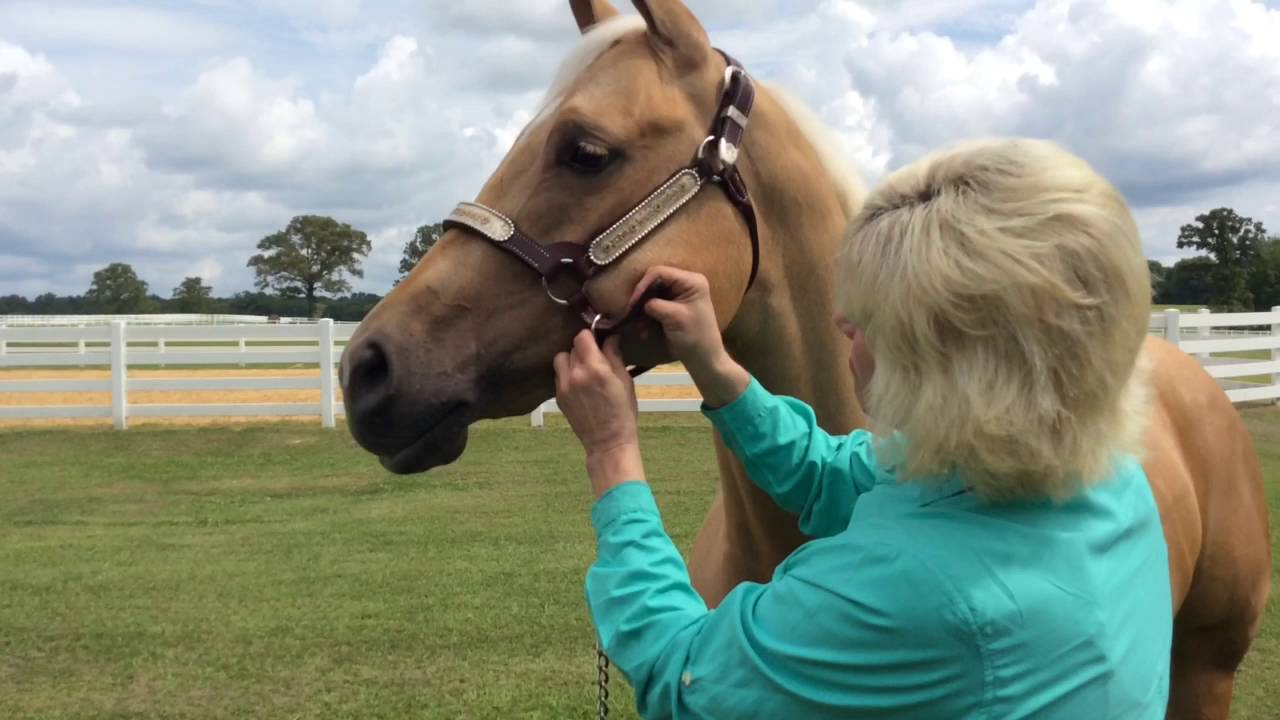 Fitting a Halter with AQHA Professional Horsewoman Jerri Harmon - YouTube