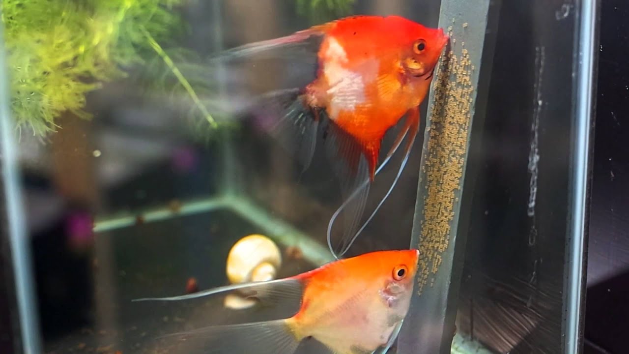 Koi x Sunset Angelfish Breeding Pair 1069 - YouTube