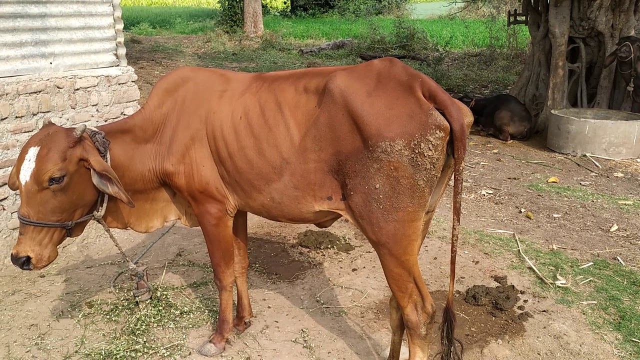 Desi Cow YouTube desi-cow-youtube