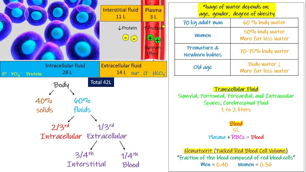 Intracellular fluid , Extra cellular fluid. Chapter 25 part 1. Guyton ...