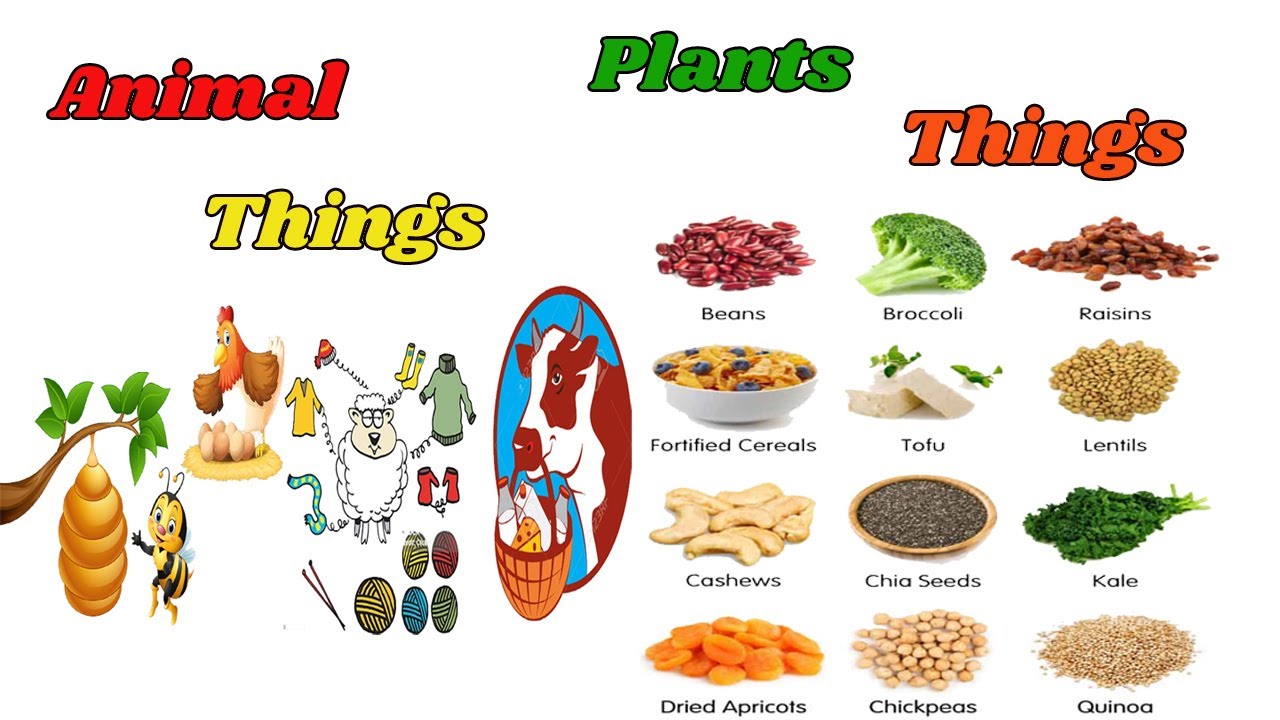 Things we get from plants | Things we get from animals | in English ...
