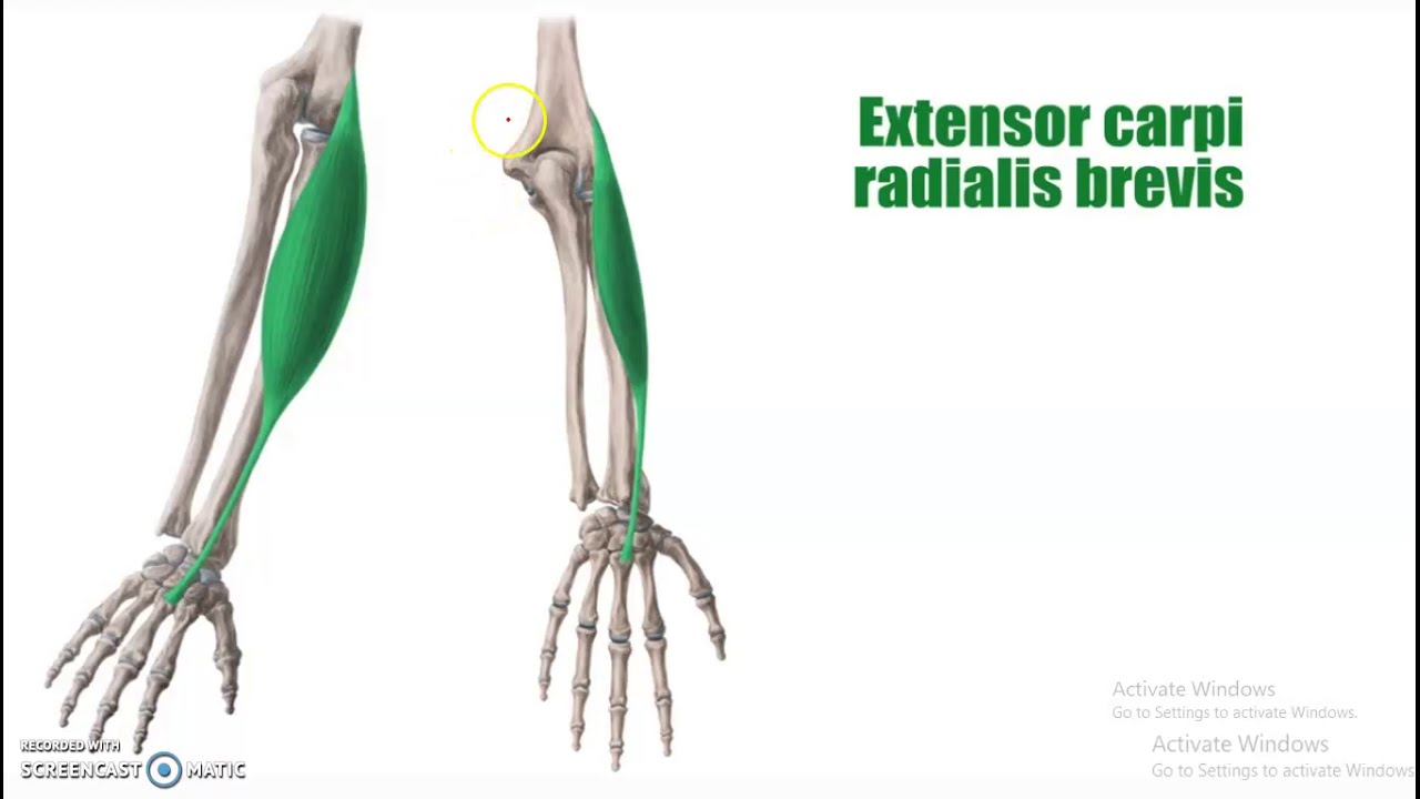 EXTENSOR CARPI RADIALIS BREVIS MUSCLE - YouTube