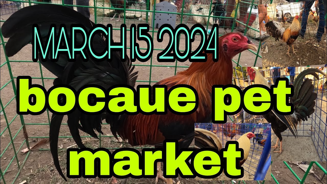 March 15 2024,bocaue pet market - YouTube