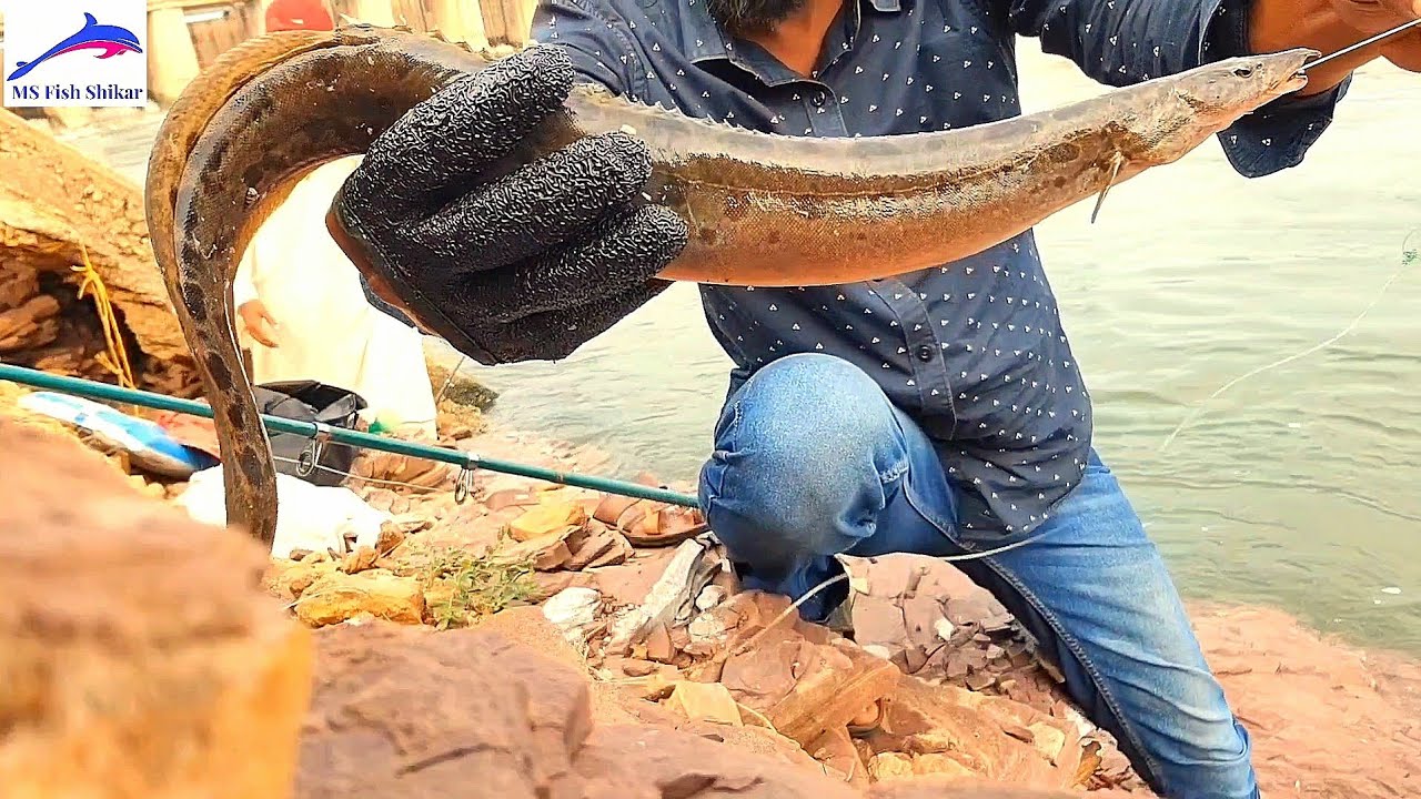 Amazing Tilapia and Eel (Baam) Fishing || Jilebi Machli aur Baam machli ...