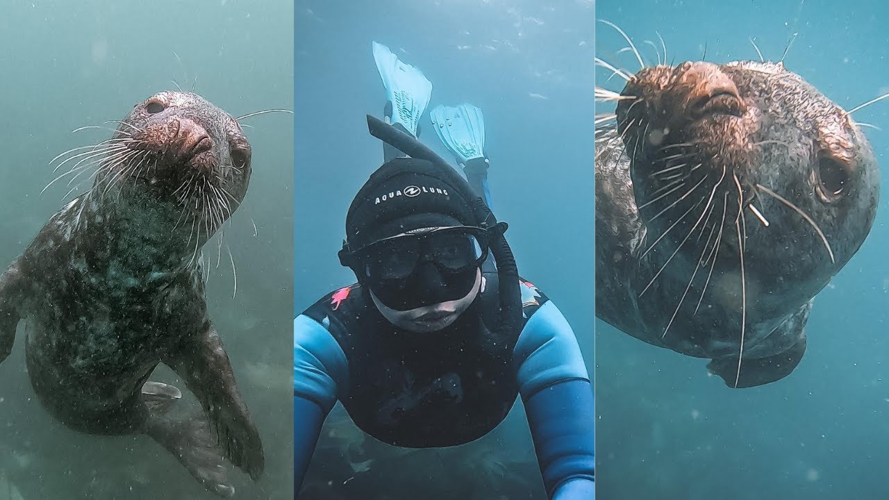 Swimming and Freediving with Seals in Lundy Island, UK - YouTube