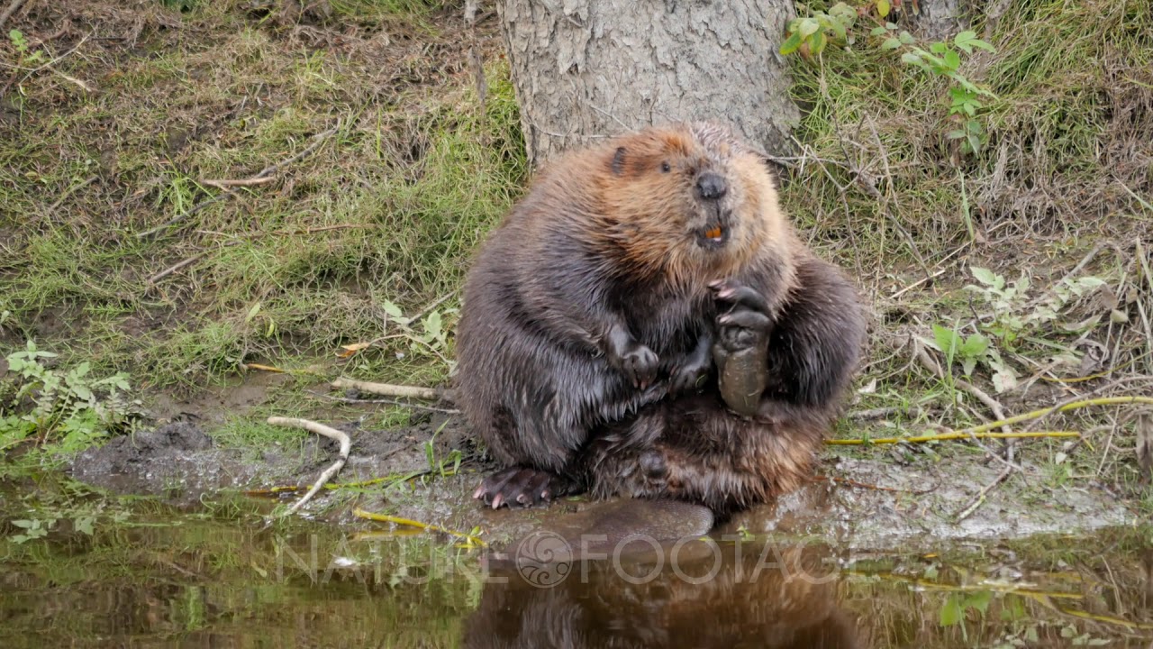 Beaver,very fat,grooming on stream bank. - YouTube
