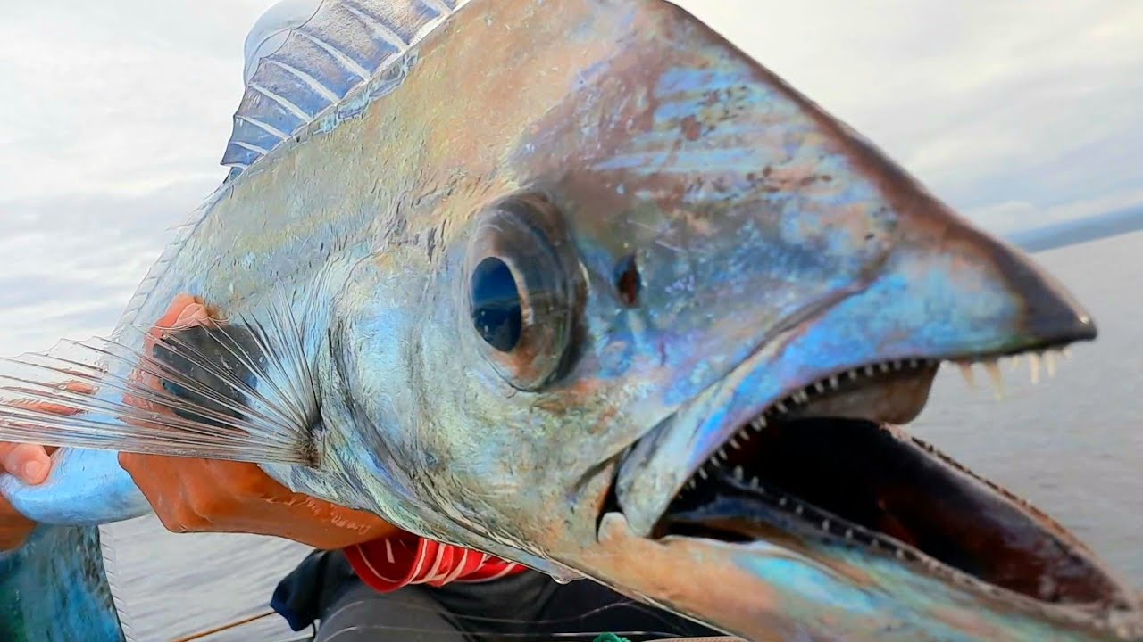 Morning Fishing | Catching Oarfish | and Redtail - YouTube