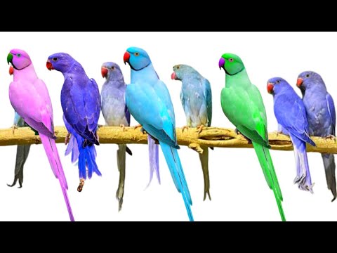 Biggest Parrot Aviary Ringneck Parrot Farm In Australia & America ...