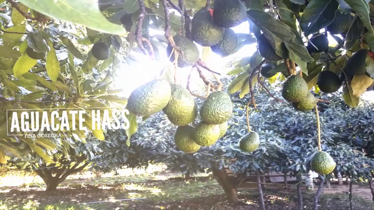 Rancho CoaCoa Coatepec Harinas - YouTube