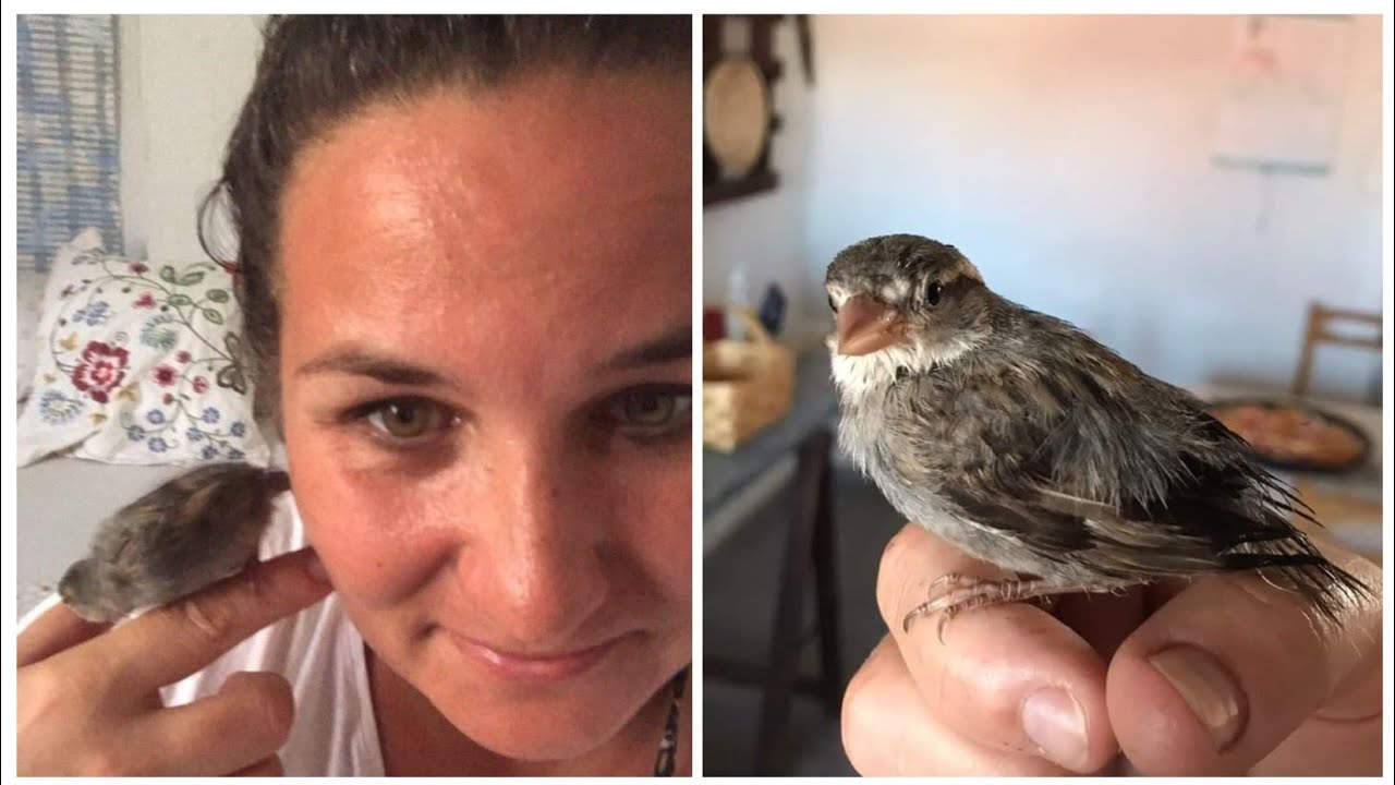 Así, críe al gorrión caído del nido con éxito / SU LIBERACIÓN / Gorrión ...