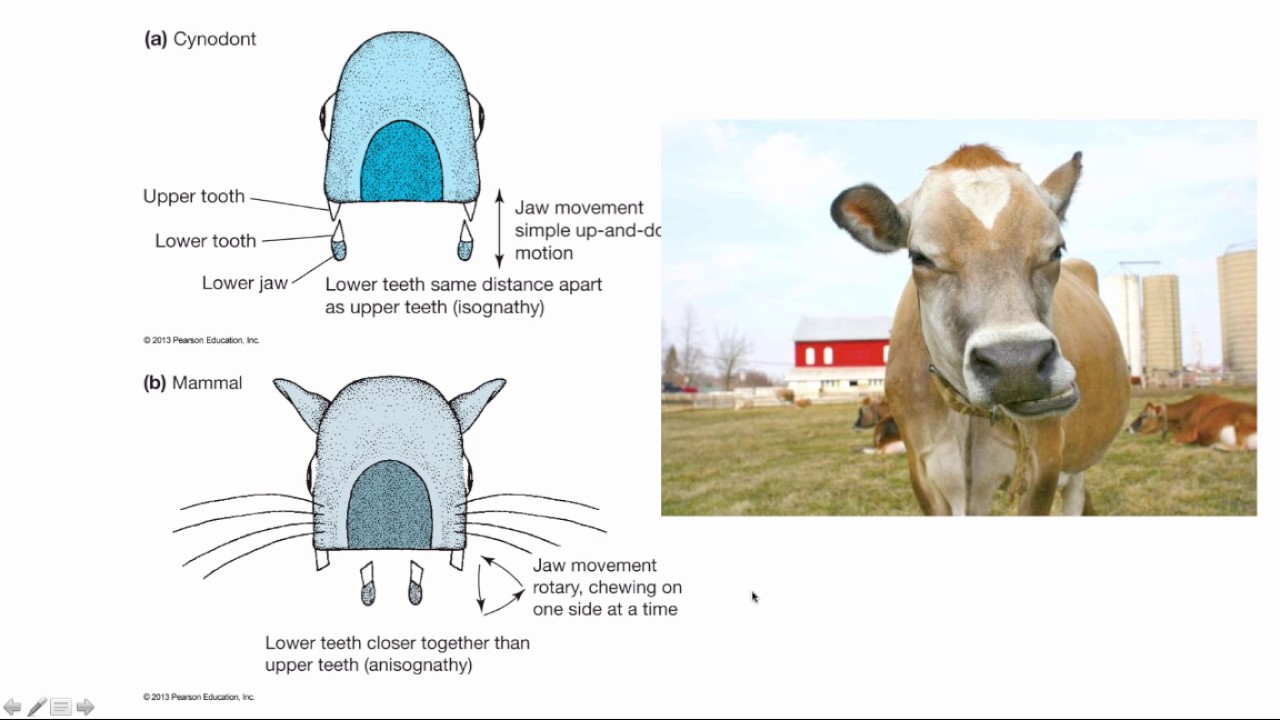 Mastication and Lactation - YouTube