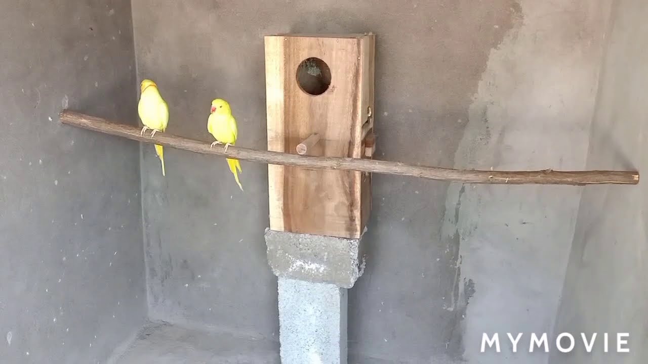 Beautiful ️ yellow ringneck breeding box cage and box size tips - YouTube