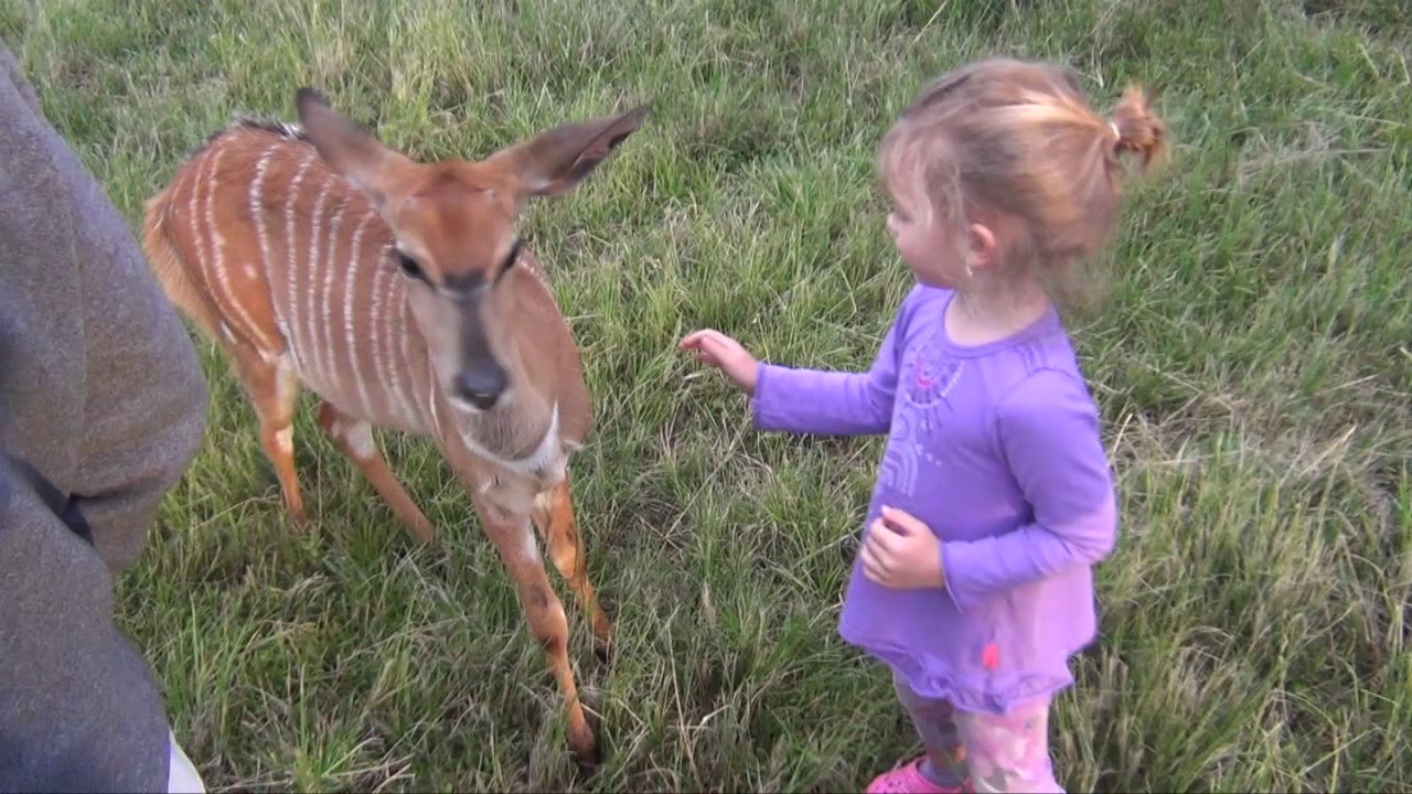 Imire Wildlife and Rhino Conservation - YouTube