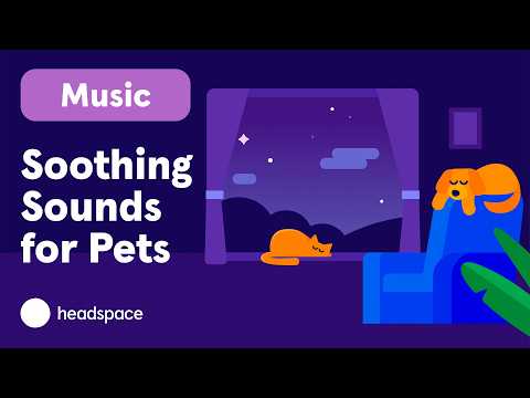 6 Hours of Music to Convince Your Pets Everything Is Fine When You Leave the House