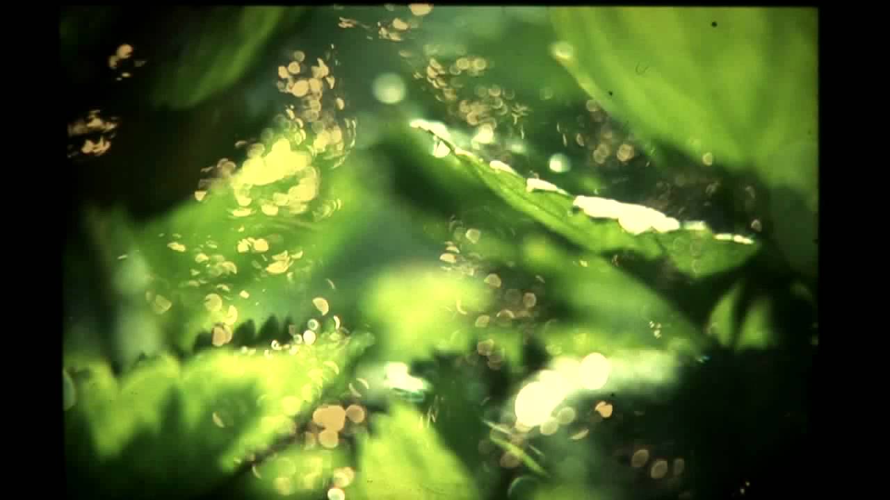 7th Day - an AV Sequence by Doreen Pollock - YouTube