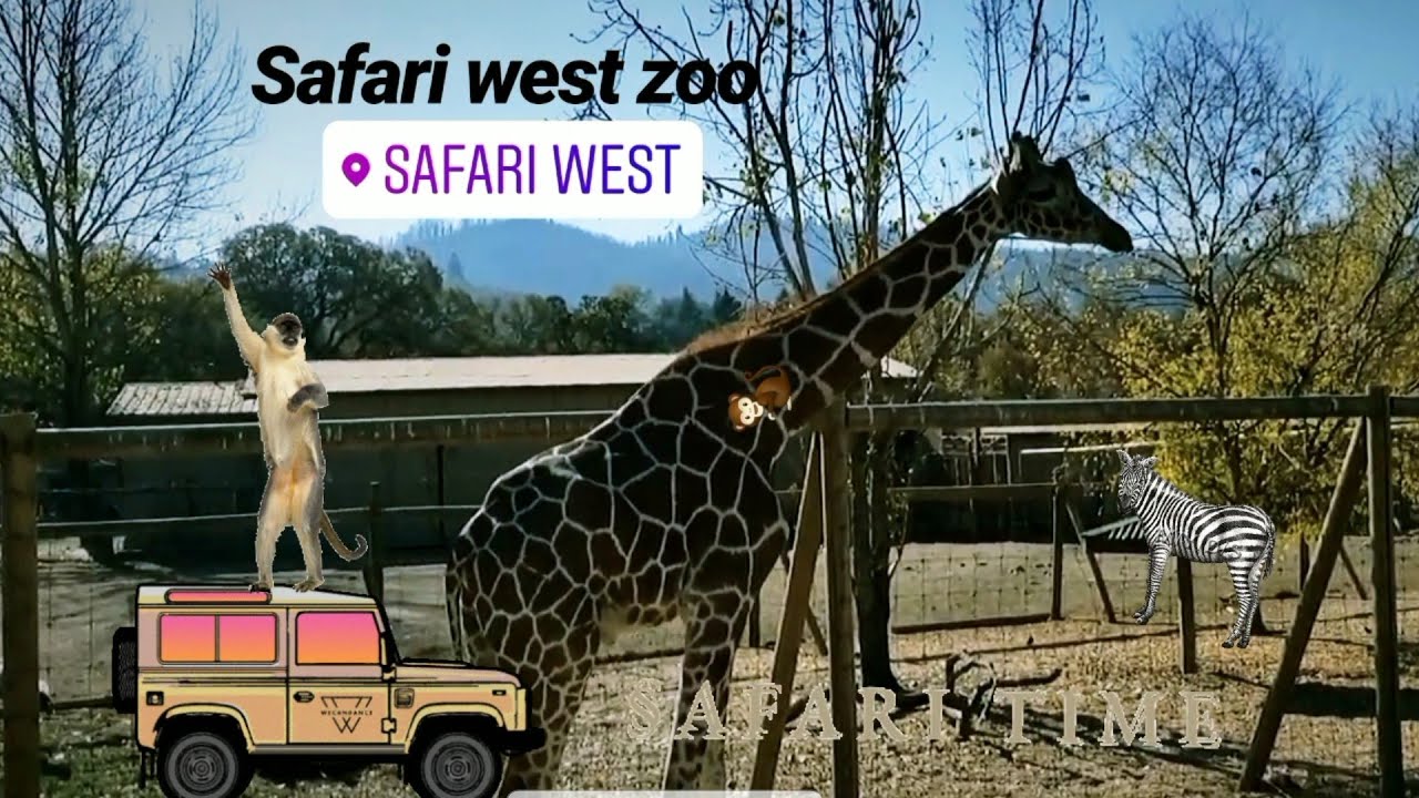 Здоровский Зоопарк В Калифорнии Safari West Zoo at Santa Rosa ...