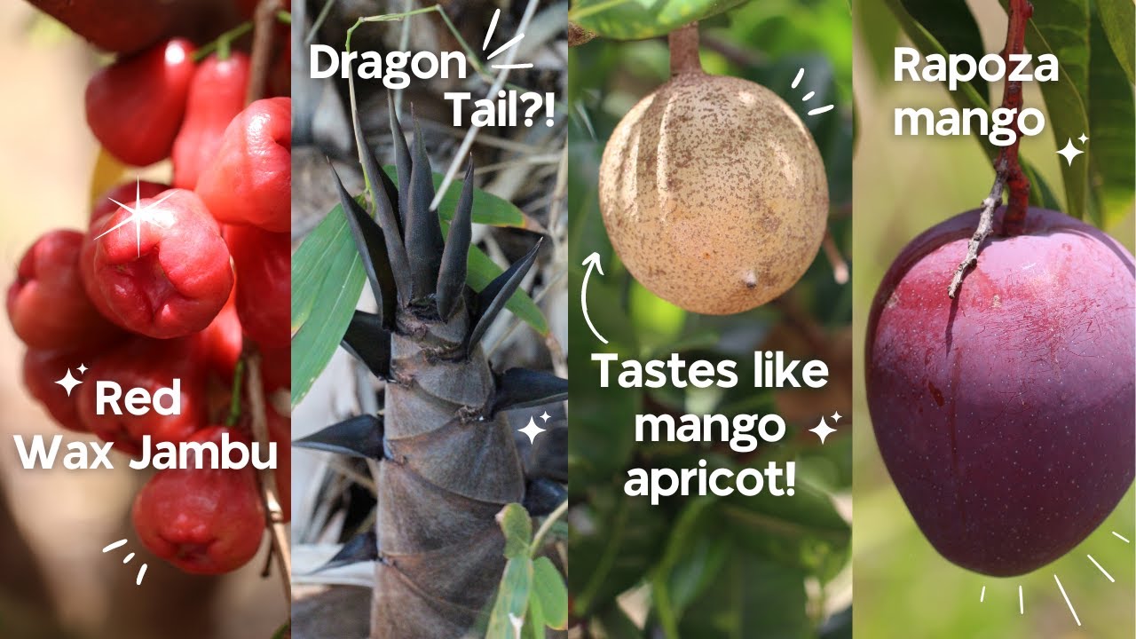 Tropical Fruit Adventure Ep 3: Mangoes, Mammea Apple, Bamboo & More ...