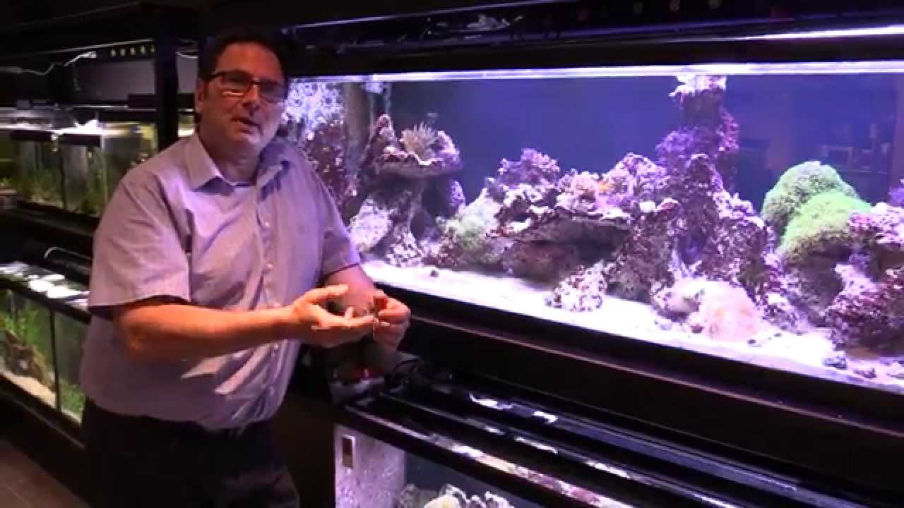 Understanding PAR for Aquarium Lighting - YouTube