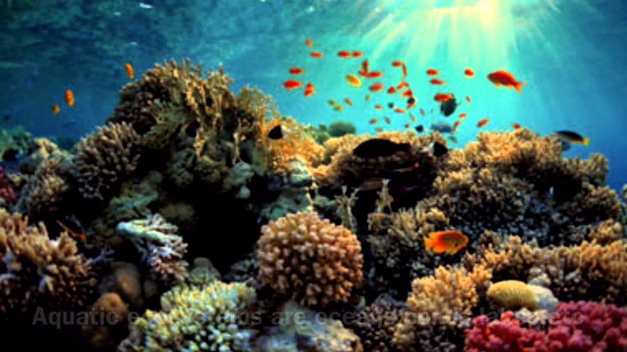 Two Types of Ecosystems - YouTube