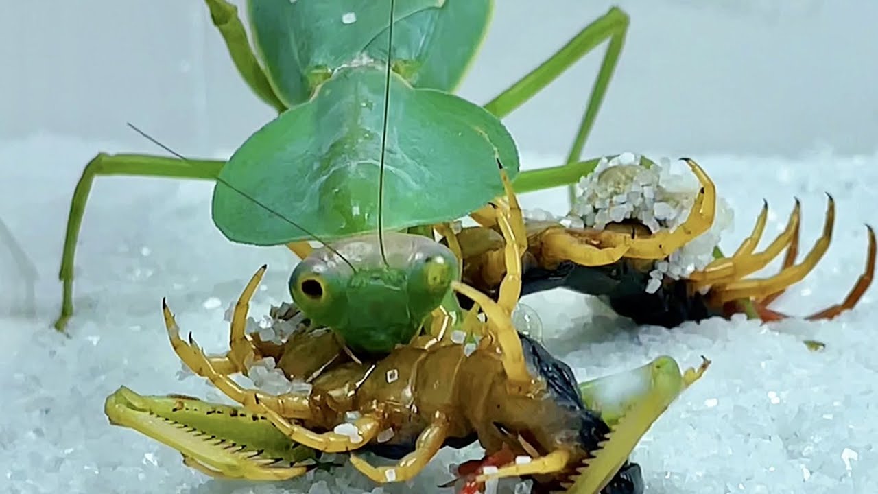 Round Shield Mantis Predation Collection, feature film of mantis ...