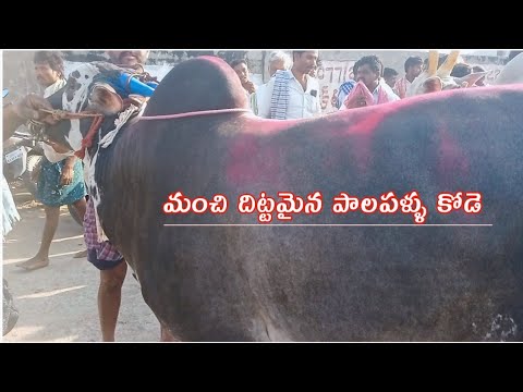 Milk teeth block Bull video super size Ox - adoni bull's market video's ...