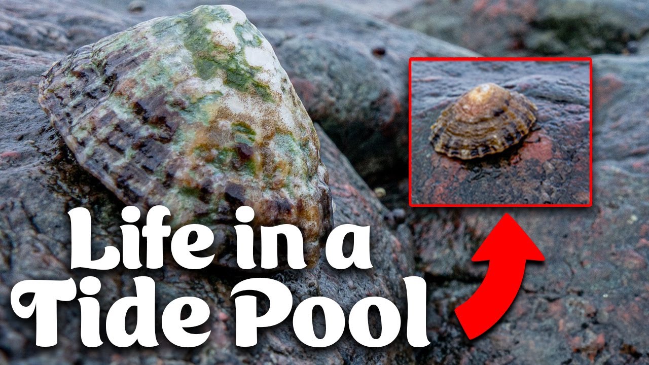 Limpets and Abalone | Life In A Tide Pool - YouTube
