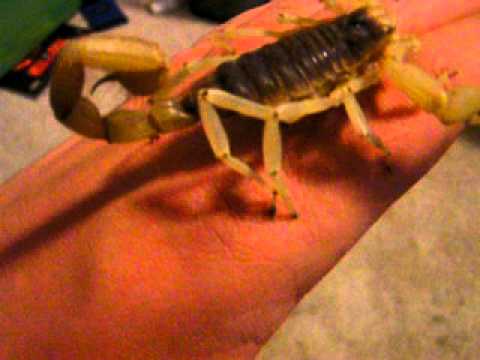 My pet arizona harry scorpion - YouTube