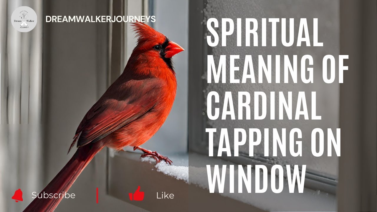 Spiritual meaning of cardinal tapping on window - YouTube