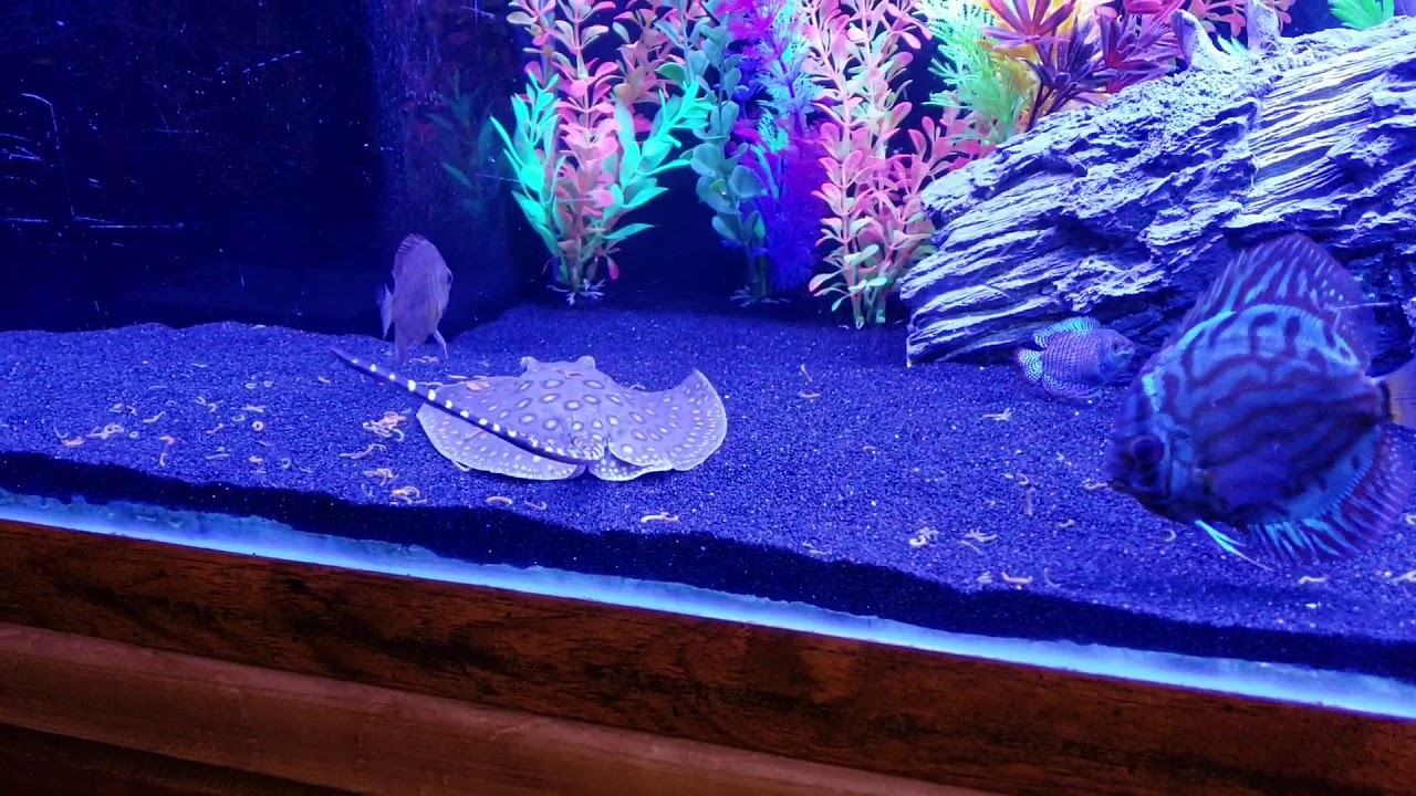 New discus and motoro stingray eating - YouTube