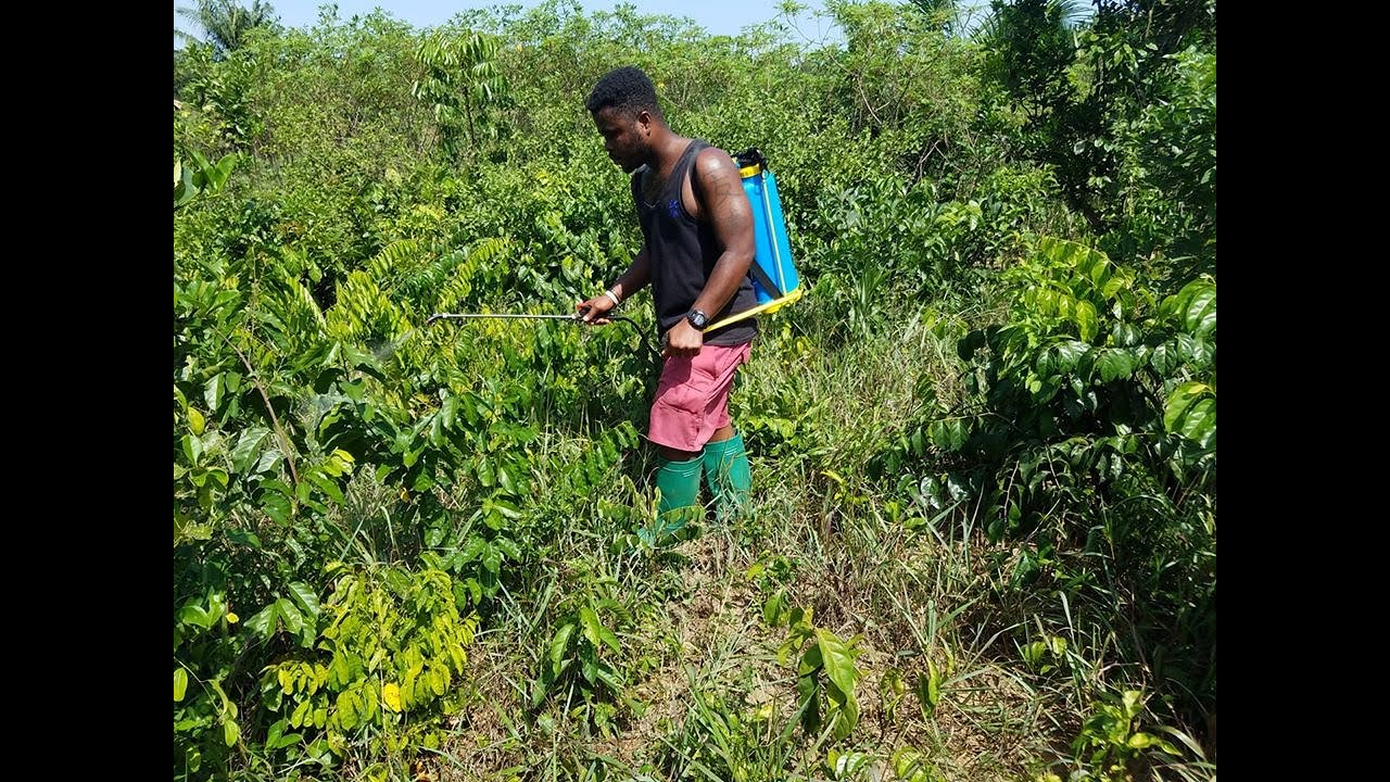 I Went To Visit A Farm | Farming In Ghana | #1st May Vlog - YouTube