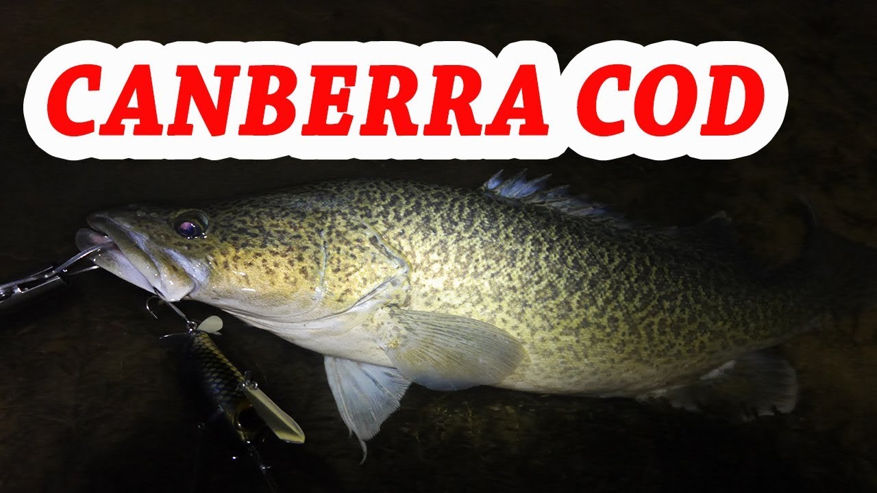 SURFACE MURRAY COD TRIP! - YouTube