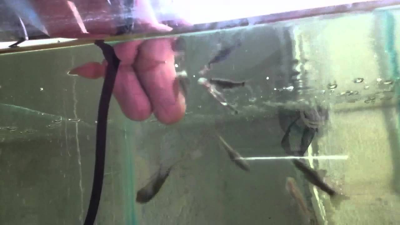 Pez Doctor - YouTube