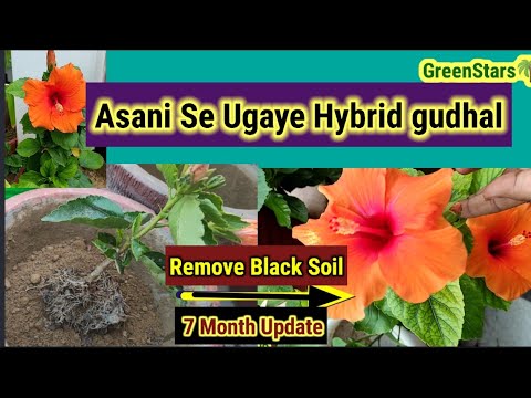 How To Grow Hybrid Hibiscus With Update || Hybrid gudhal kaise ugaye ...