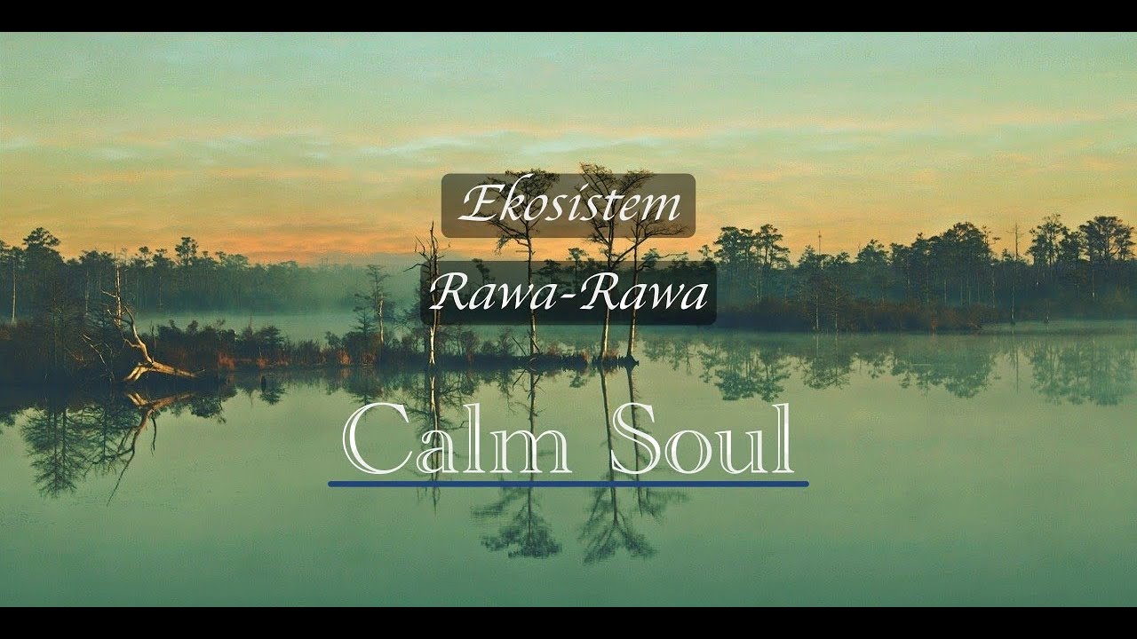 Suara Ekosistem Rawa Rawa - YouTube
