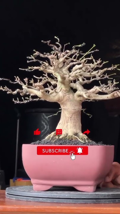 Belajar pruning bonsai anting putri#bonsai mame anting putri#fyp#short#videofiral#bonsai ...