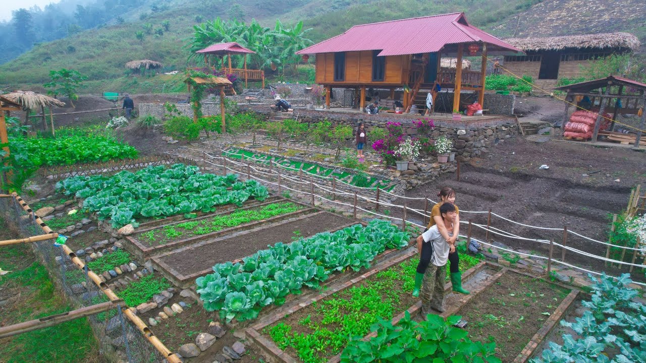 Sang vy farm grows flowers, vegetables and potatoes together - Sang vy ...