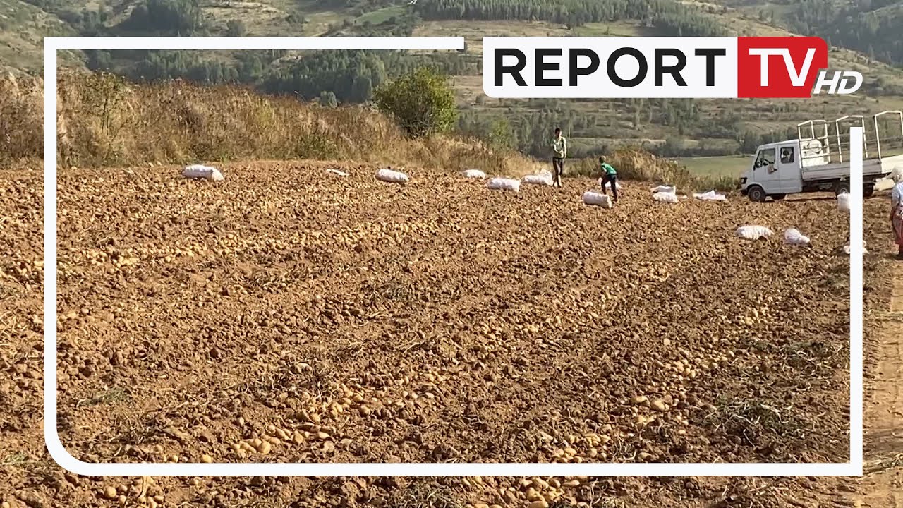Report TV -Patatja e Shistavecit, tkurret sasia e prodhimit por shitet ...
