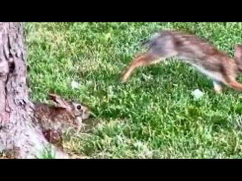 Wild Rabbits Run and Relax - YouTube