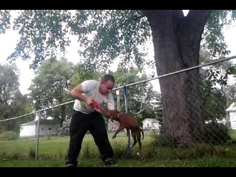 Mcdaniels java APBT pup.... Jeep/chinaman - YouTube