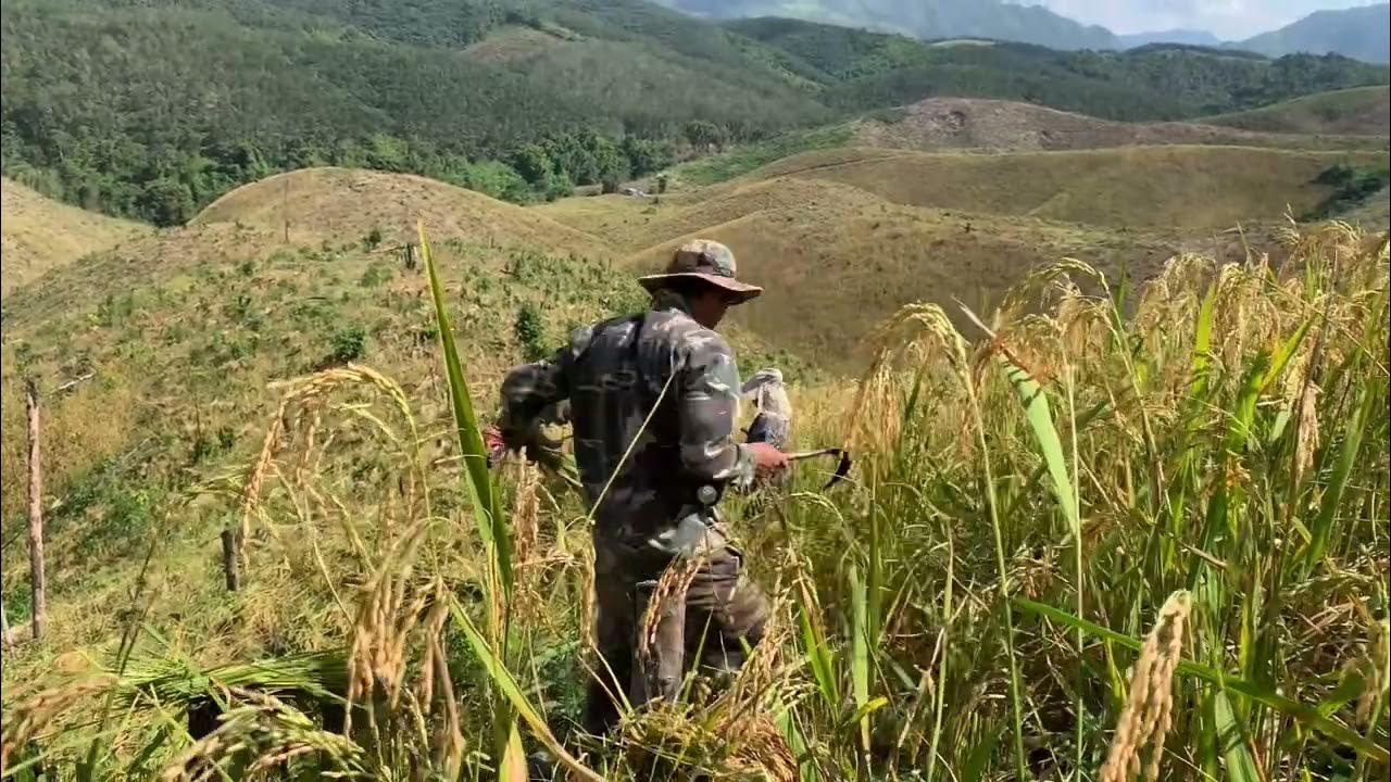 Hnub no Mus hlais nplej no ntuj los nag tsaug peb cov niam txiv tub 1/11/2024 - YouTube