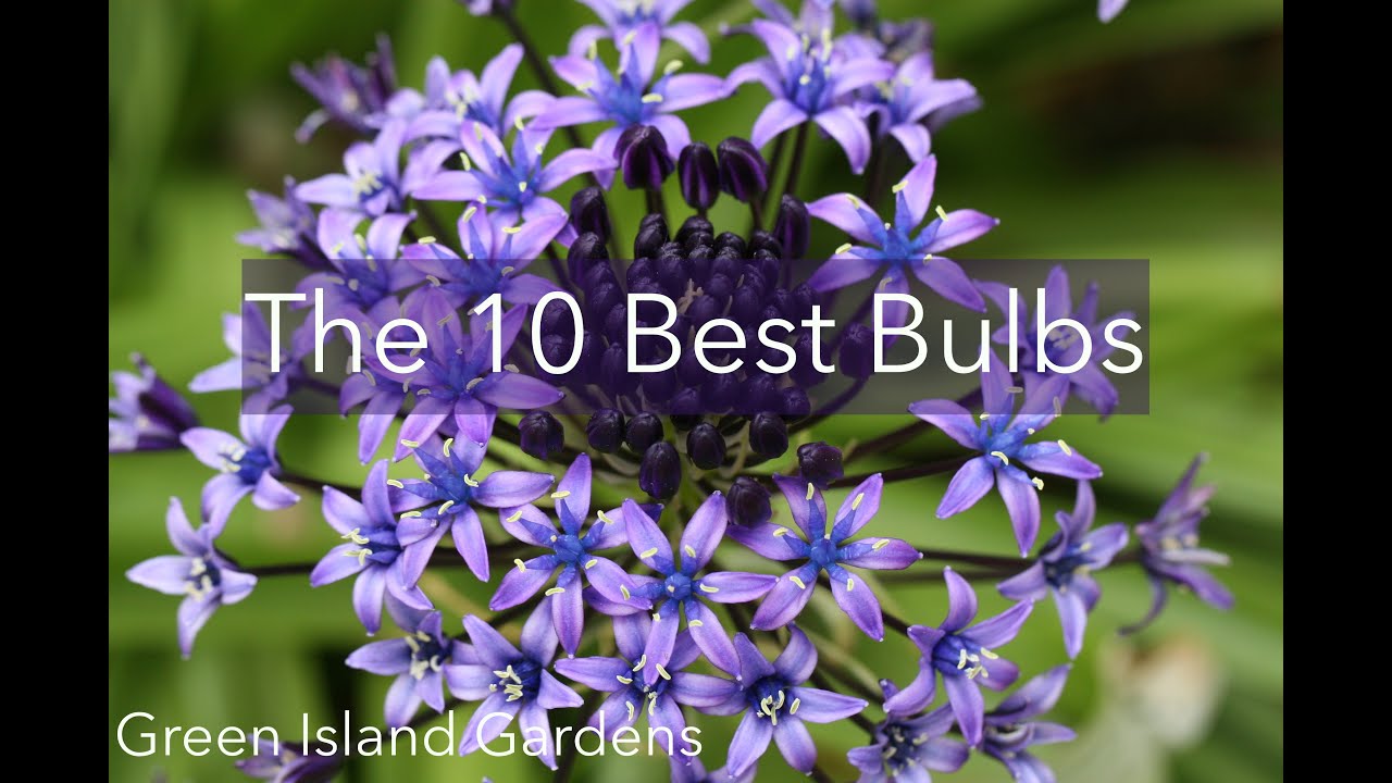 The 10 Best Bulbs! - YouTube