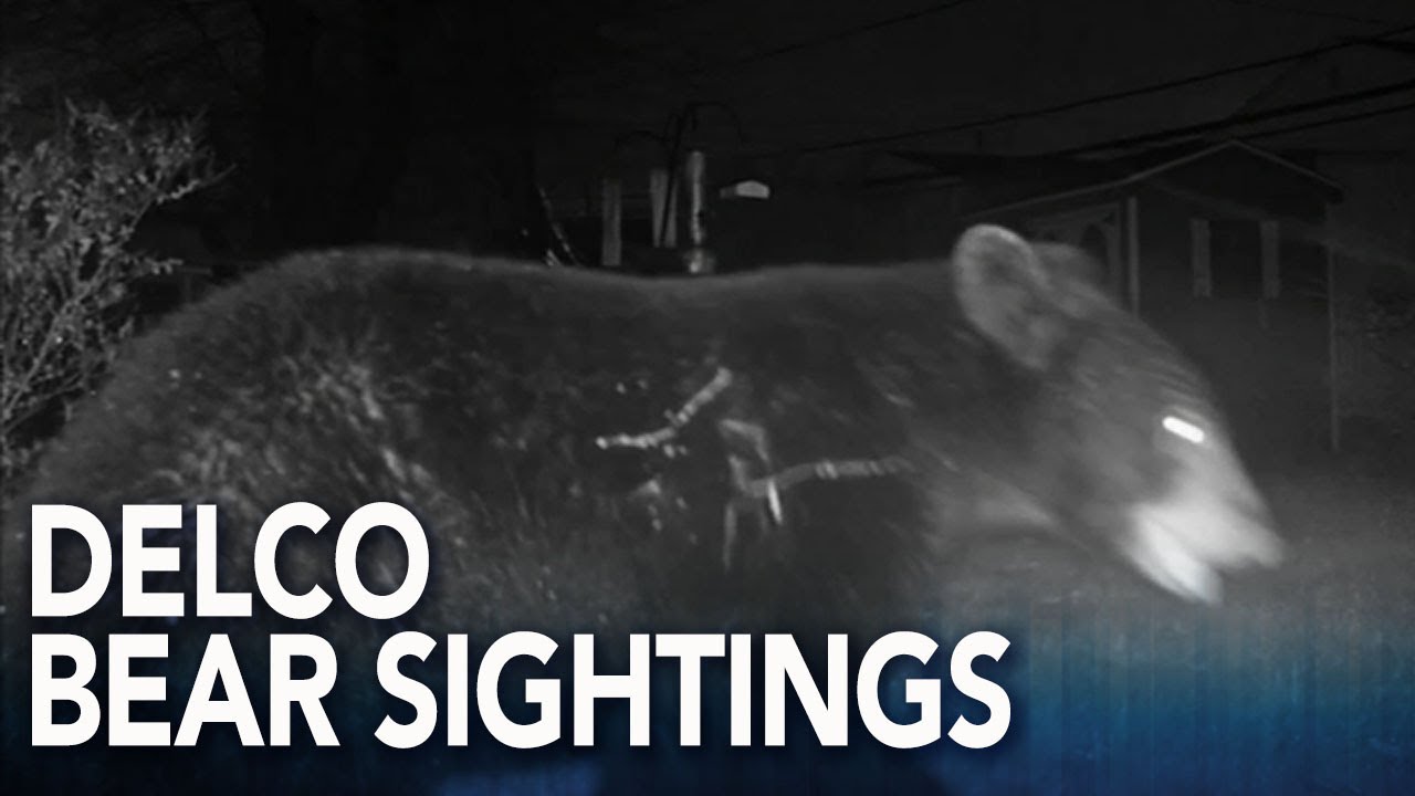 Bear sightings continue in Delaware County - YouTube
