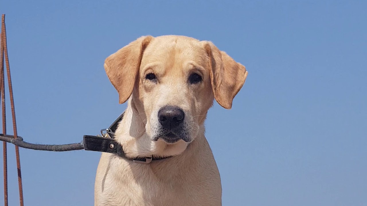 The cutest labrador of all time. MEET TYSON - YouTube