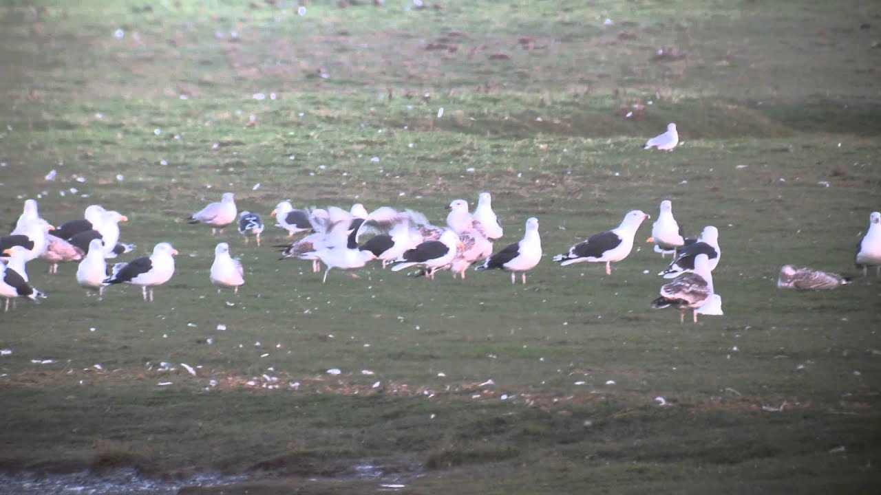 Caspian Gull at Cuckmere Haven - YouTube