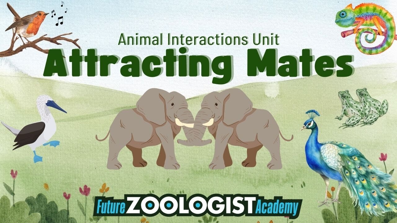 Animal Adaptations How Animals Attract A Mate EdZOOcating animal-adaptations-how-animals-attract-a-mate-edzoocating