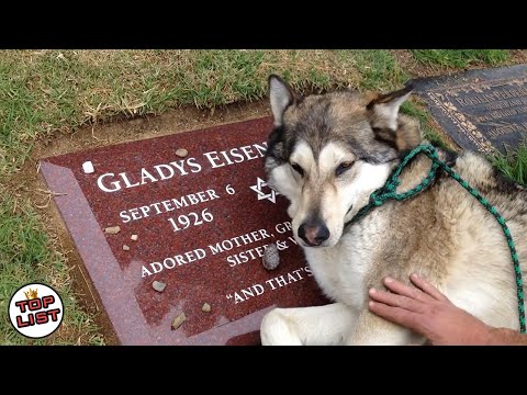 Anjing Ini Menangis Tersedu-sedu Diatas Makam Majikannya!, 5 Kisah Kesetiaan Anjing Yang Mengharukan