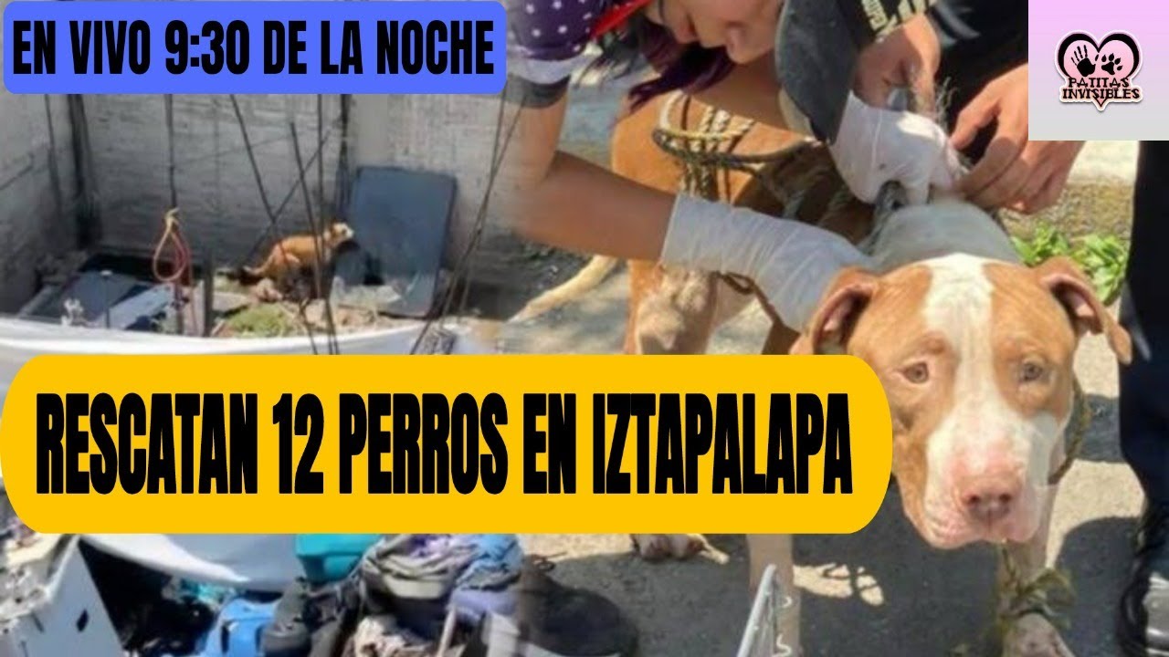 RESCATAN 12 PERROSA EN MALAS CONDICIONES EN IZTAPALAPA - YouTube