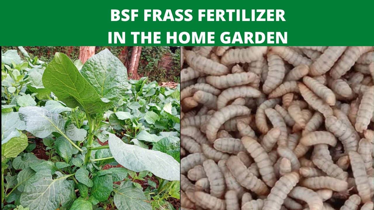 Managu Farming in Kenya|Black Soldier Fly Organic Fertilizer (Frass ...